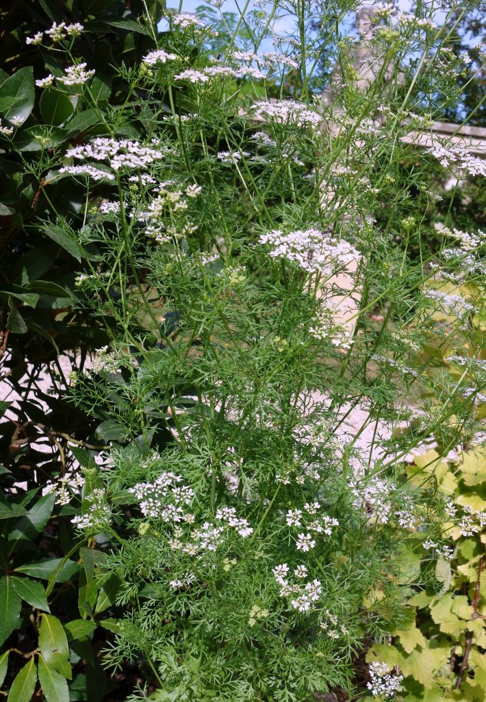 Ammi élevé Grand Ammi Ma Botanique
