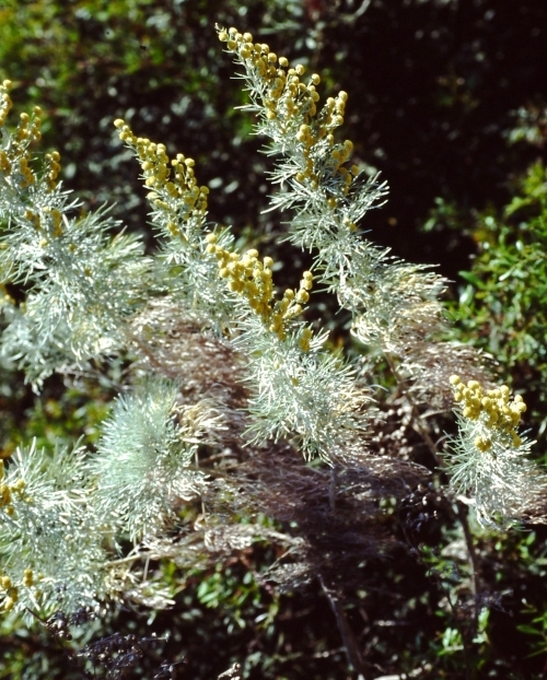 Armoise pontique, Absinthe romaine, Petite Absinthe, Absinthe du Pont ...