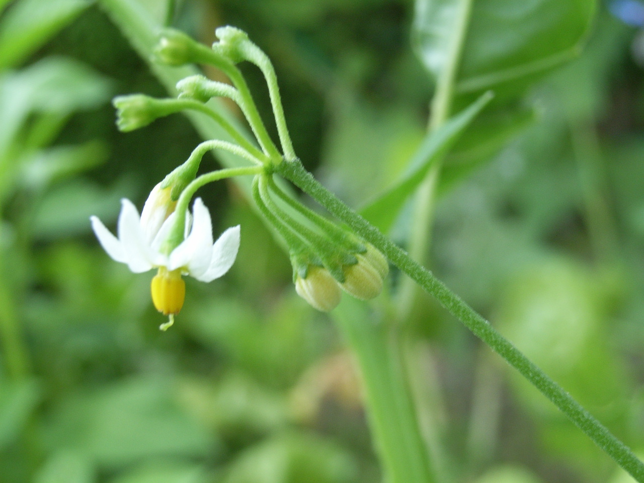 Morelle noire d’Amérique, Brède morelle, Herbe à calalou | Ma Botanique