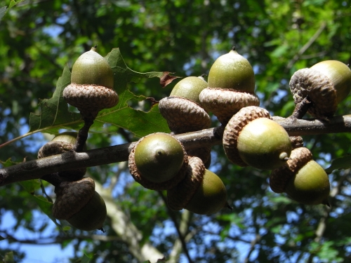 Ma Botanique: Chêne rouge d’Amérique