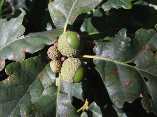 Ma Botanique: Chêne rouvre, Chêne sessile