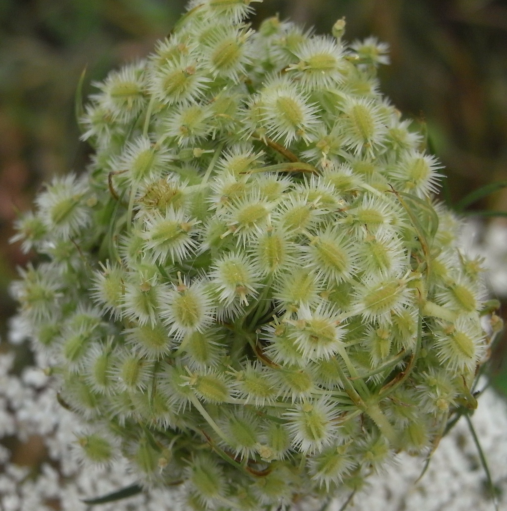 Ma Botanique: Carotte sauvage