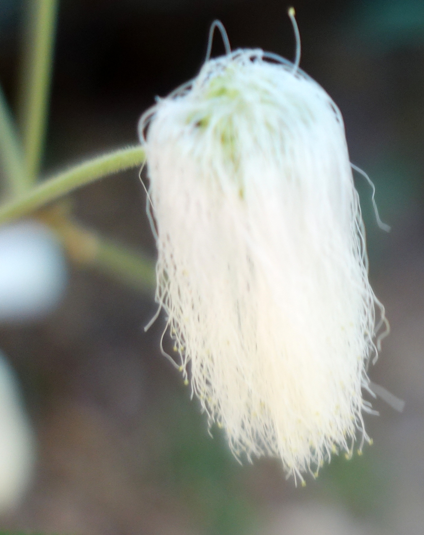 Ma Botanique: Calliandra de tweedi, Arbres à la houppette, Pompon marin ...