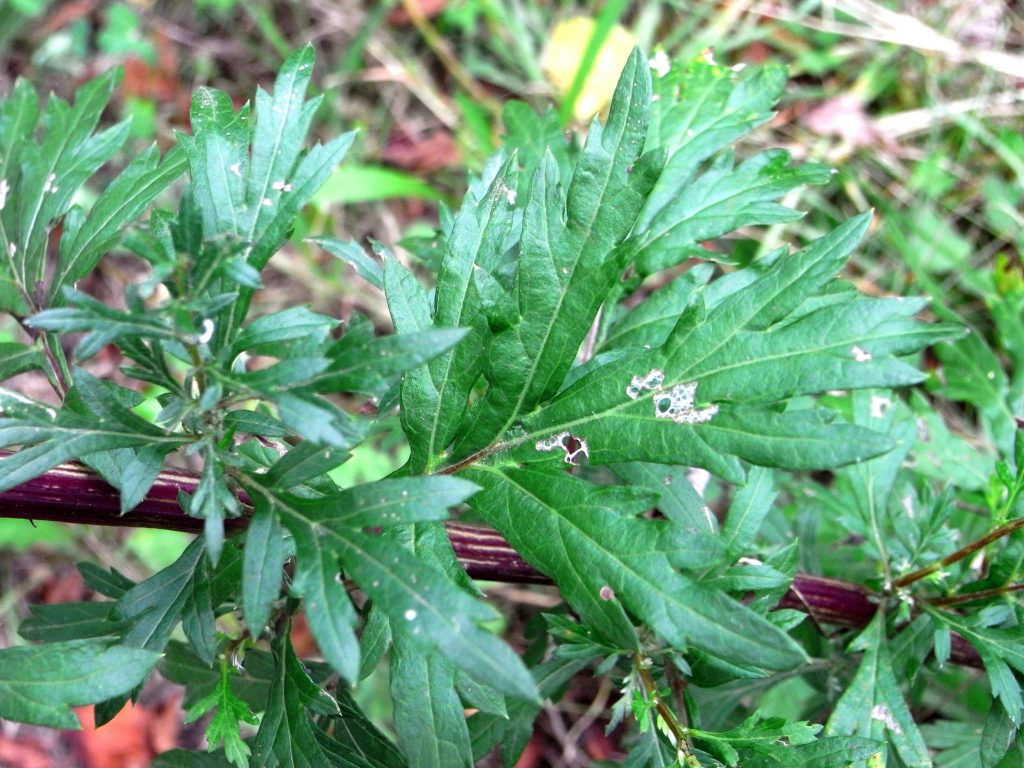 Ma Botanique: Armoise vulgaire, Armoise commune, Herbe de la Saint Jean ...
