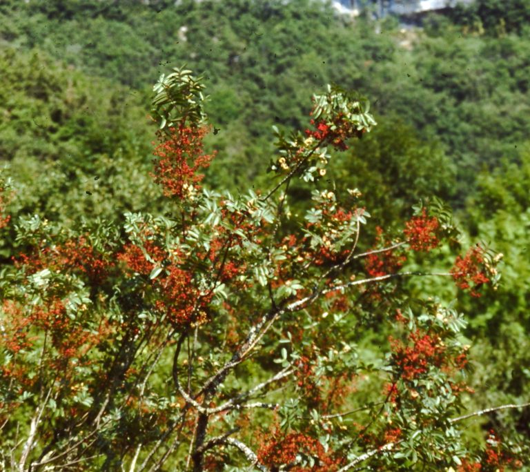 Pistachier térébinthe, Térébinthe | Ma Botanique