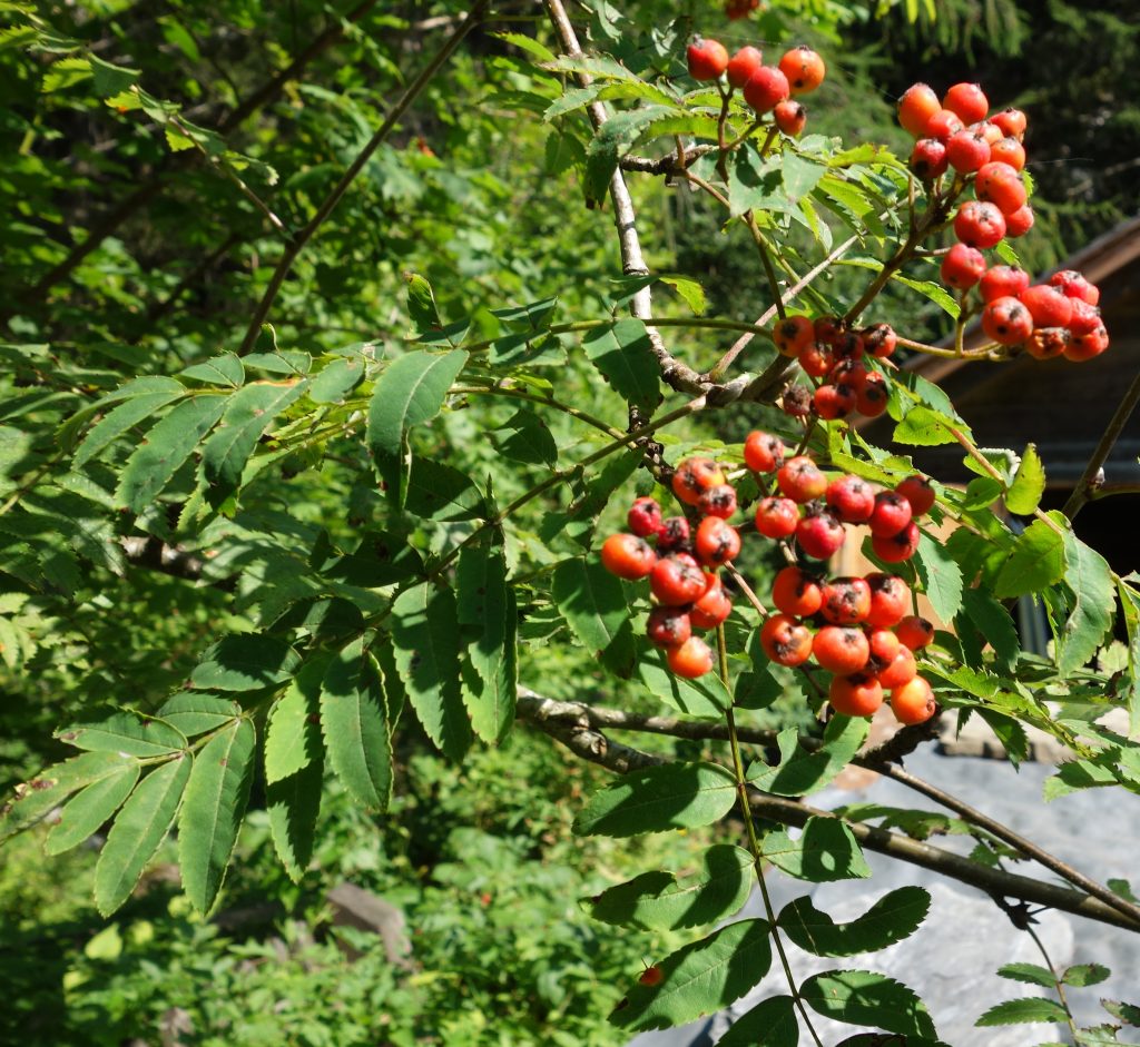 Ma Botanique: Sorbier des oiseleurs, Cormier des chasseurs