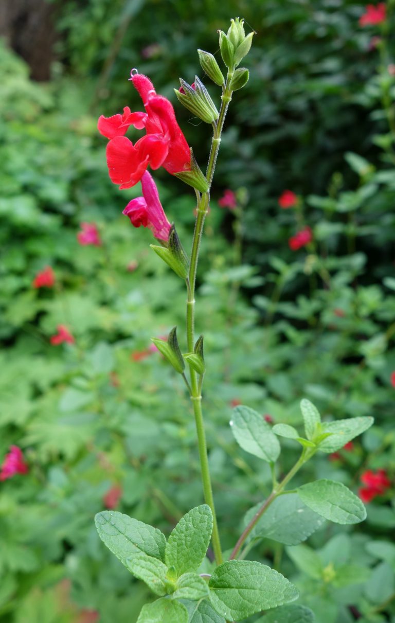 Sauge à petites feuilles, Sauge de Graham – Ma Botanique