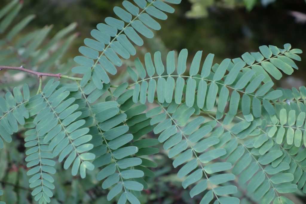 Tamarinier – Ma Botanique