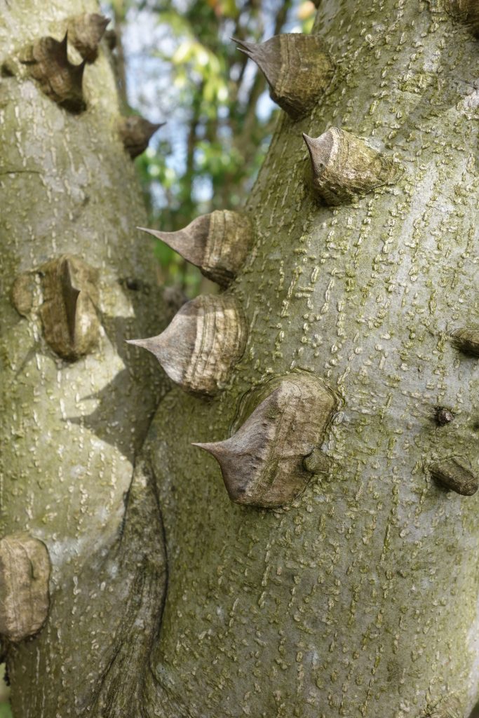 Clavalier d’Amérique, Clavalier à feuilles de frêne, Frêne épineux ...