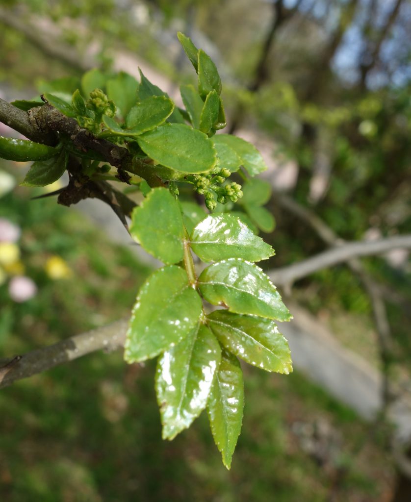 Clavalier d’Amérique, Clavalier à feuilles de frêne, Frêne épineux ...