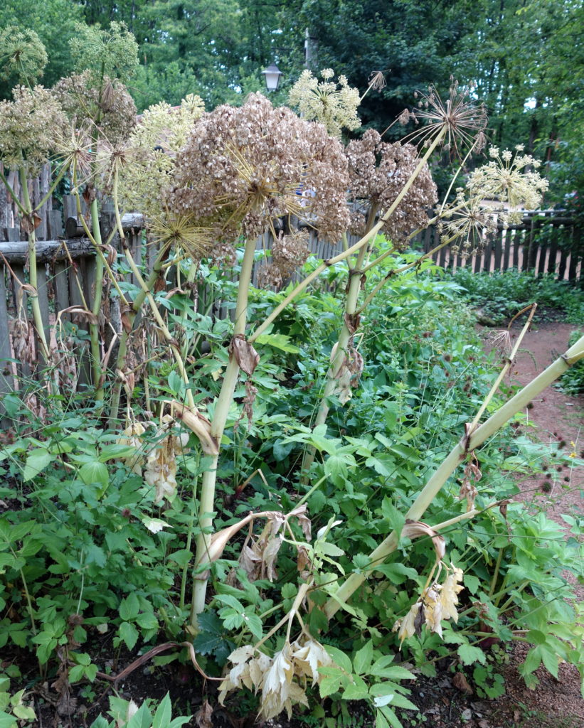Angélique vraie, Archangélique, Angélique vraie, Racine du St-Esprit ...