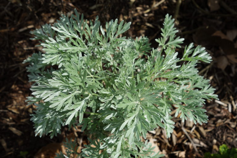 Ma Botanique: Armoise absinthe, Grande absinthe, Herbe aux vers, Aluine ...