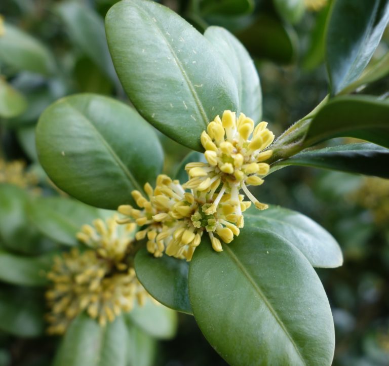 Ma Botanique: Buis commun, Buis toujours vert, Bois béni