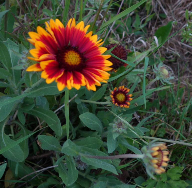 Ma Botanique: Gaillarde vivace grandes fleurs