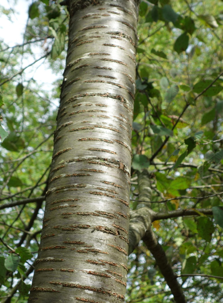 Ma Botanique: Merisier, Cerisier sauvage