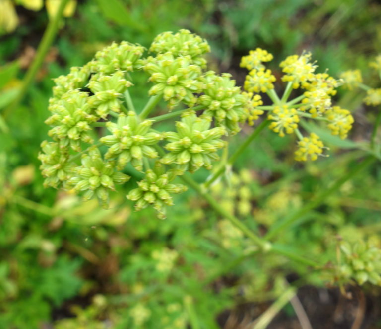 Livèche, Ache des montagnes, Céleri bâtard, Céleri perpétuel, Herbe à ...