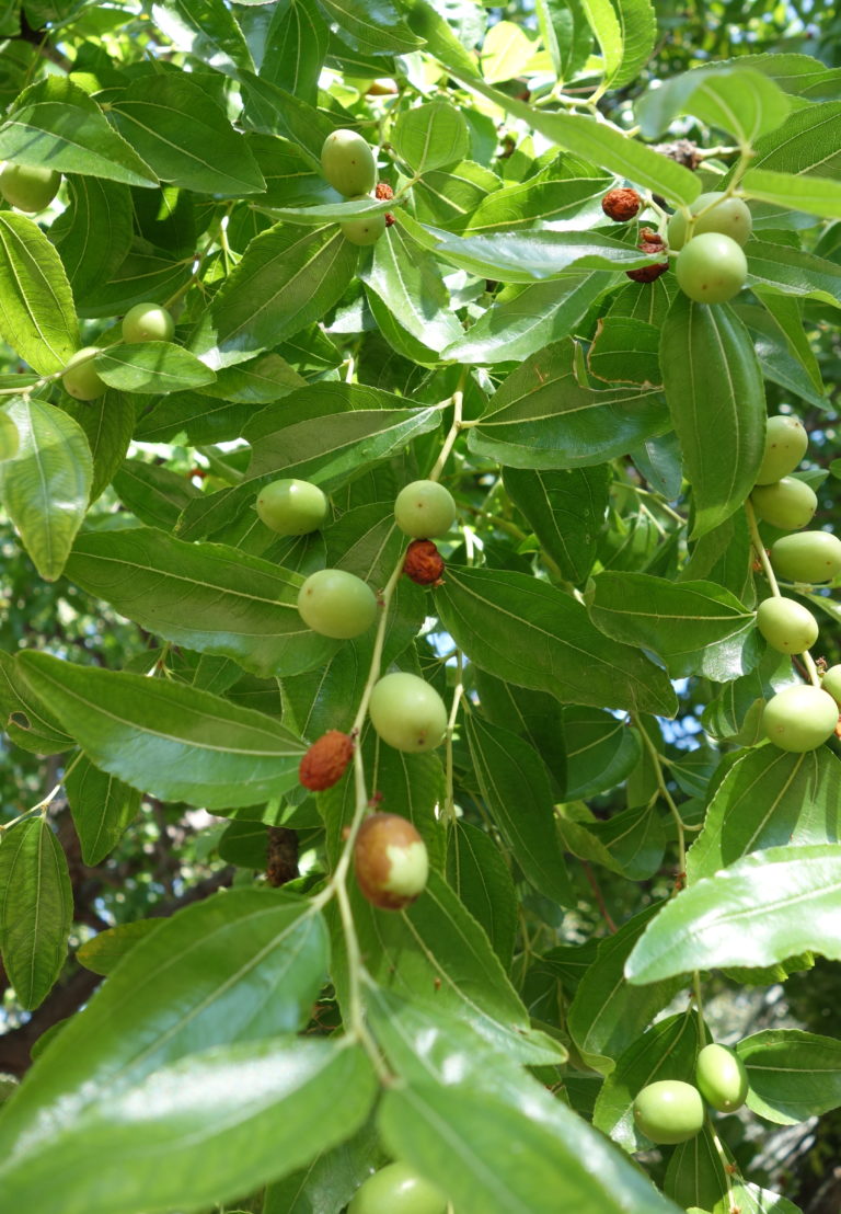 Ma Botanique: Jujubier commun, Guindanlier, Circoulier