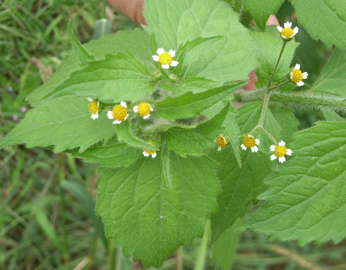 Ma Botanique: Galinsoga quadriradié, Galinsoga cilié, Galinsoge ...