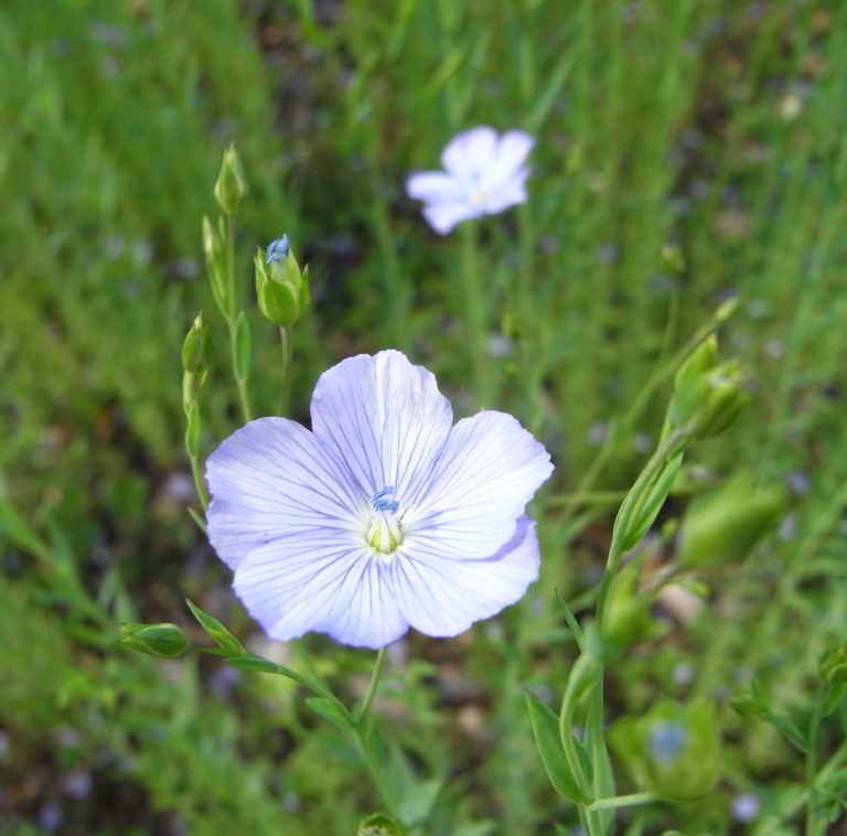 Lin cultivé – Ma Botanique