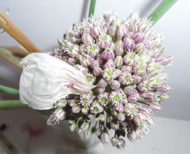 Ma Botanique: Ail à fleurs nombreuses, Poireau des vignes, Baragane