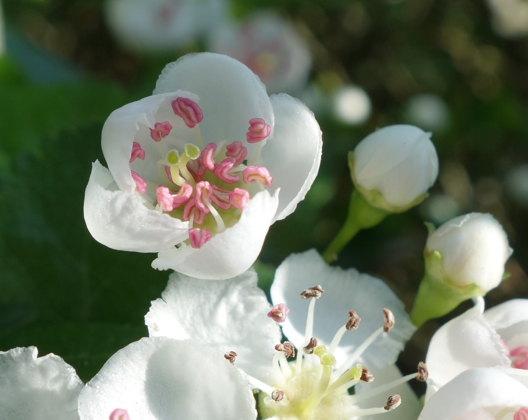 Aubépine à deux styles, Aubépine épineuse, Épine blanche | Ma Botanique