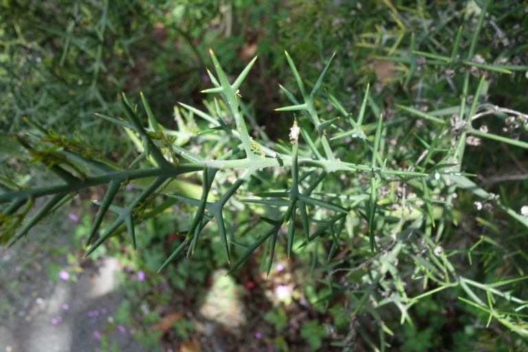 Ma Botanique: Collétie très épineuse, Épine de la crucifixion