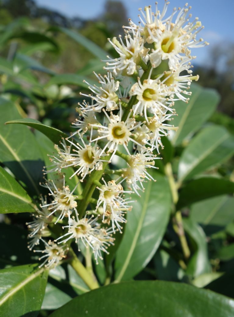 Laurier-cerise, Laurier-amande, Laurier-palme, Laurier Trébizonde | Ma ...