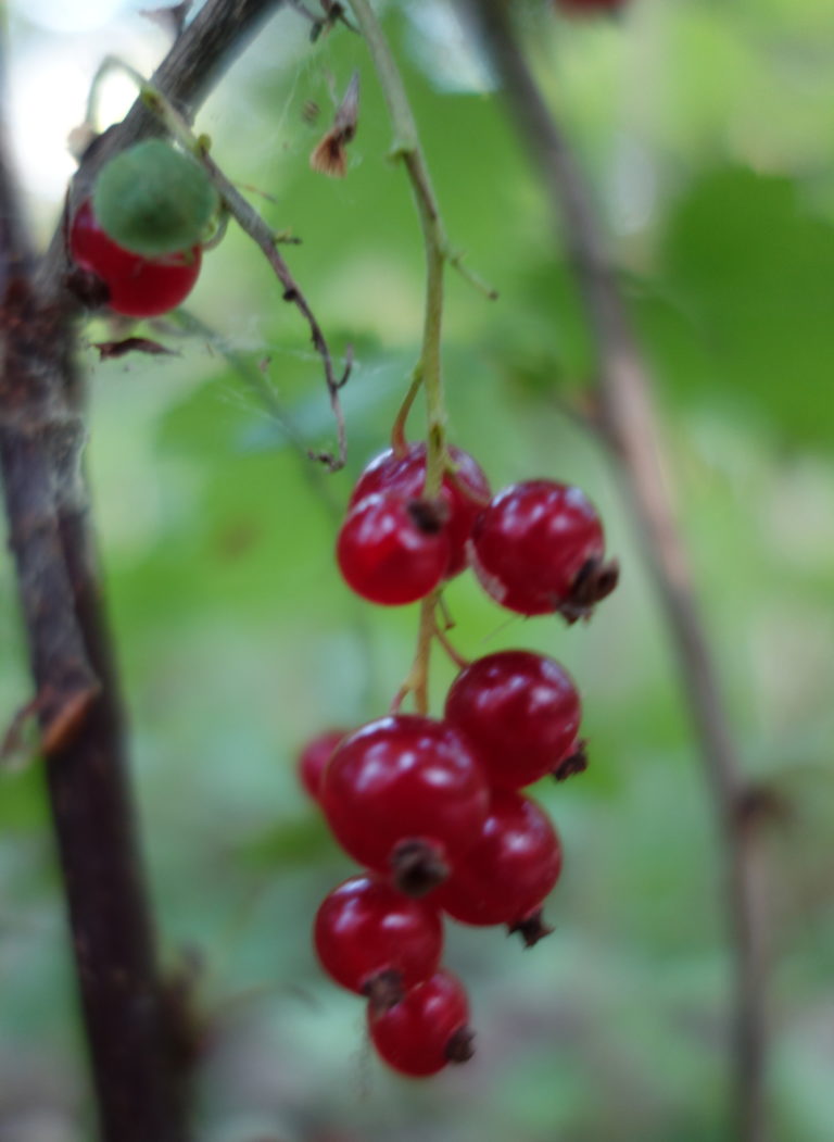 Ma Botanique: Groseillier rouge, Groseillier à grappes, Groseillier ...