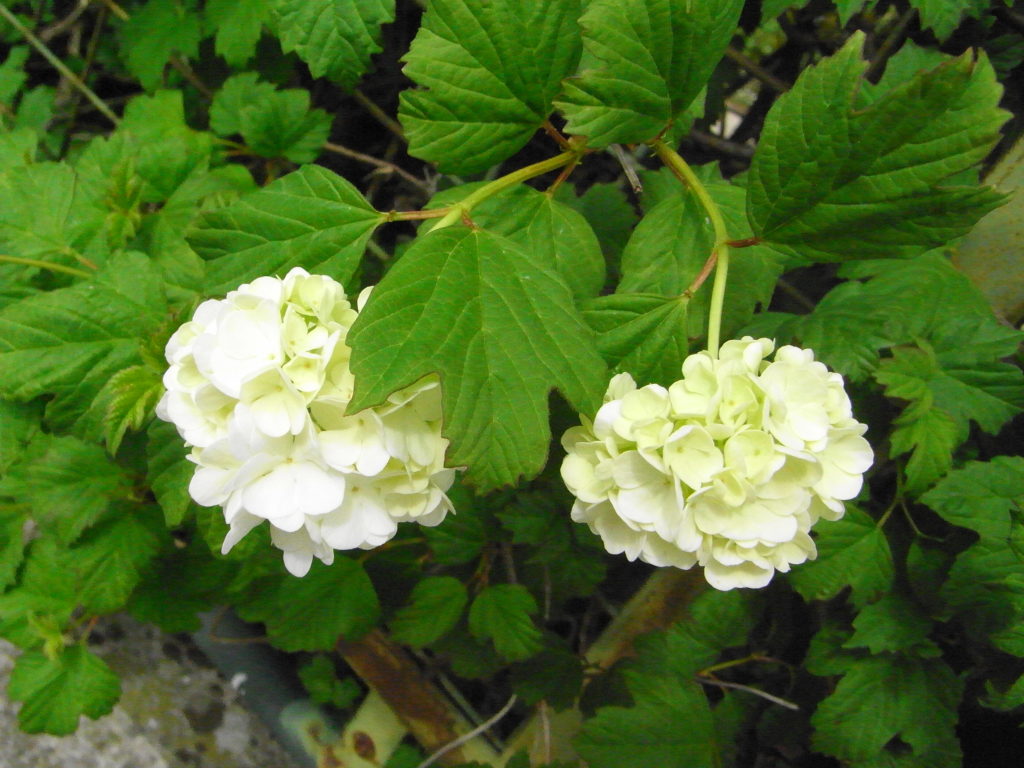 Viorne boule de neige, Rose de Gueldre – Ma Botanique