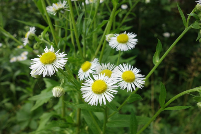 Vergerette annuelle, Érigéron annuel | Ma Botanique