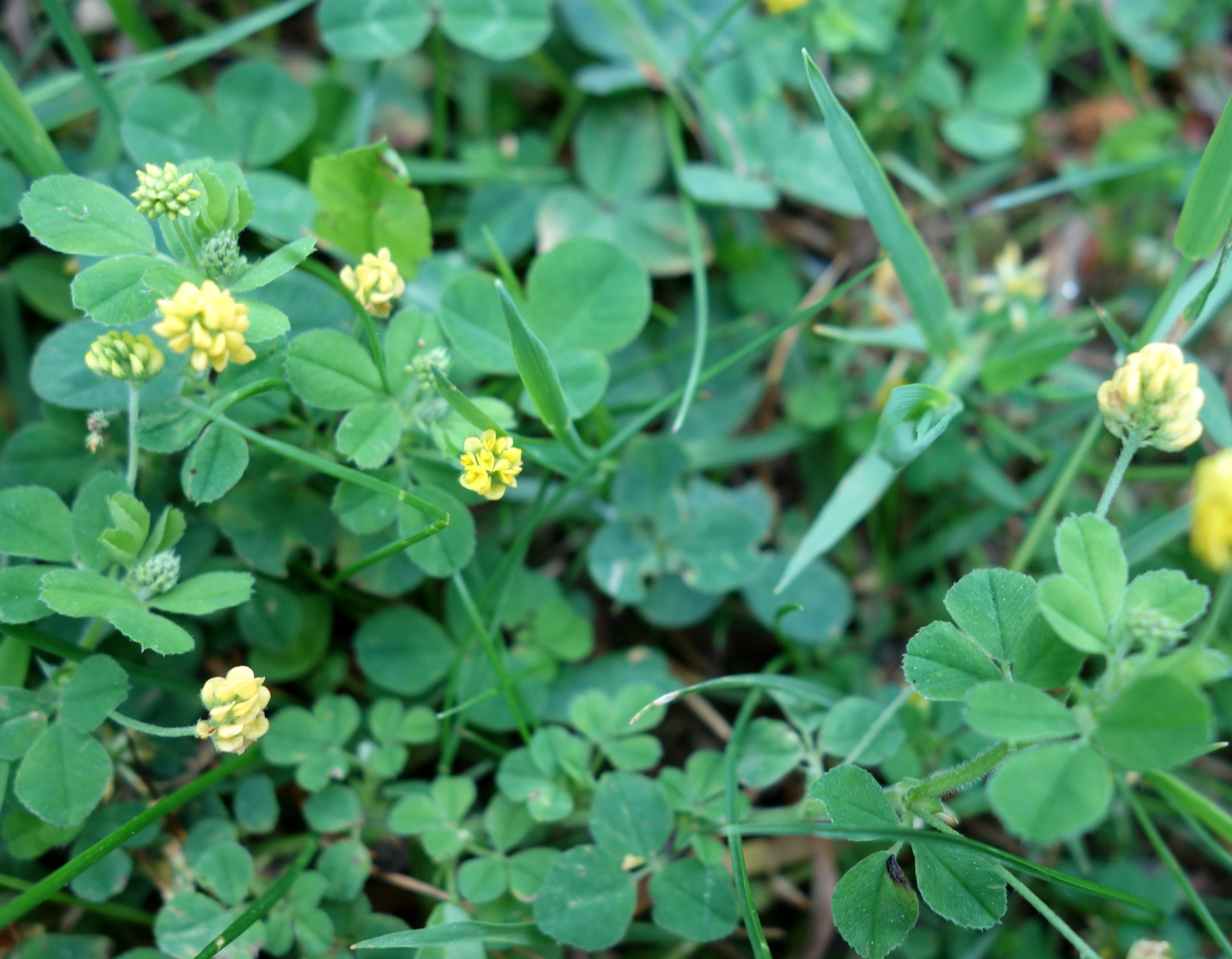 Luzerne lupuline, Minette, Petit trèfle jaune, Petit triolet, Minette ...