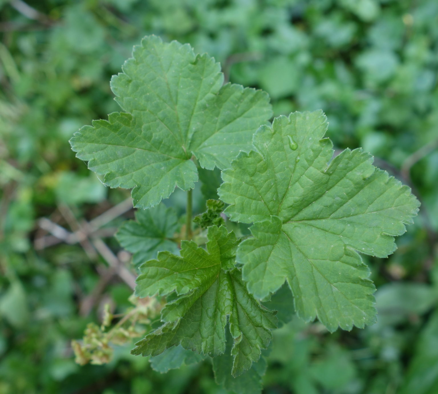 Ma Botanique: Groseillier rouge, Groseillier à grappes, Groseillier ...