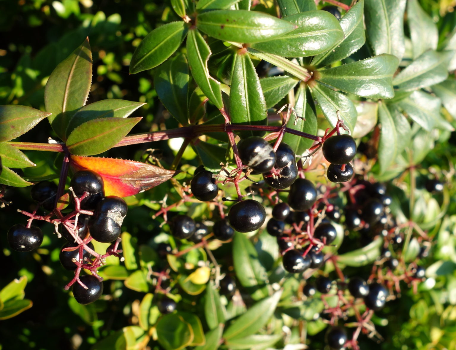 Garance voyageuse, Petite garance | Ma Botanique