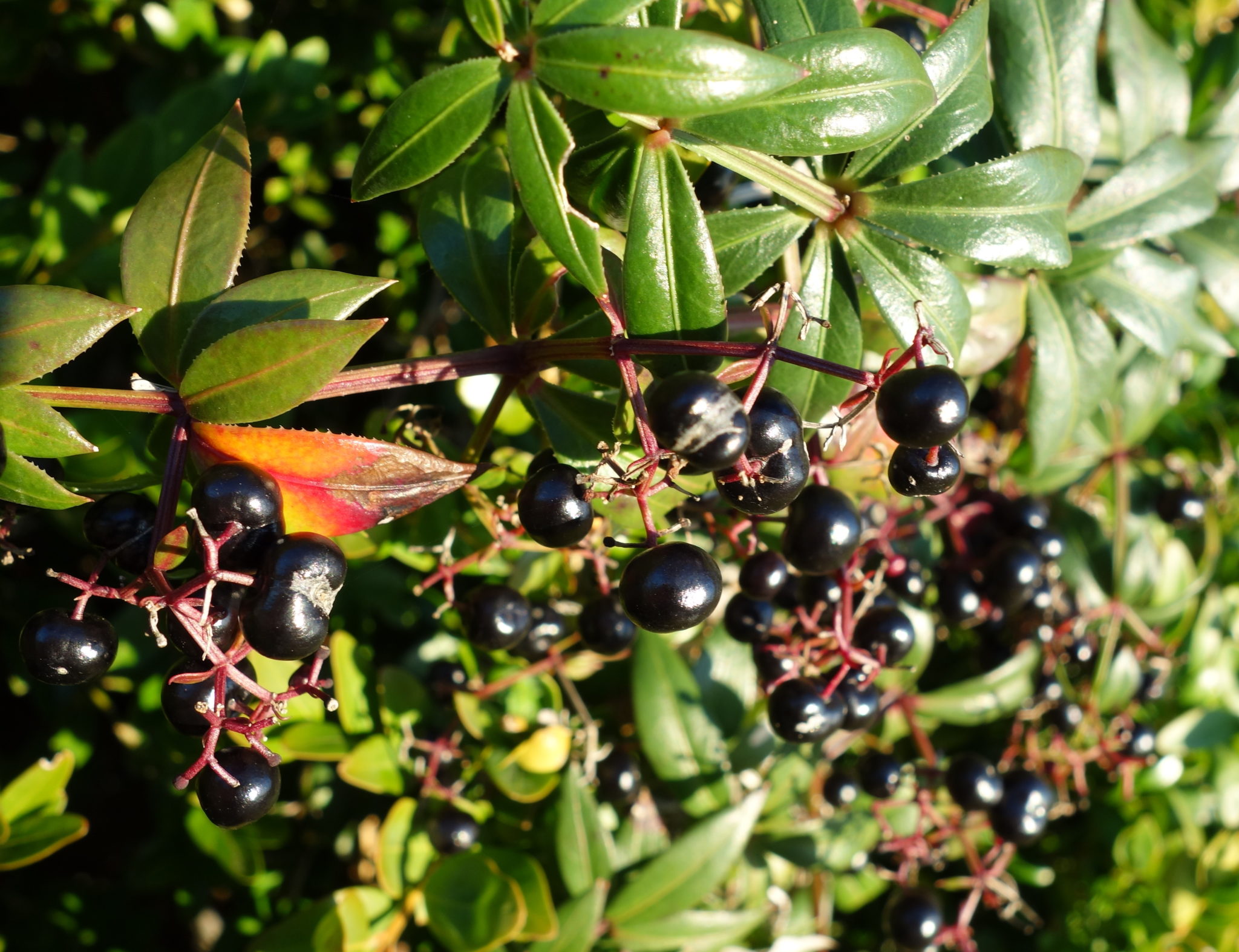 Ma Botanique: Garance voyageuse, Petite garance
