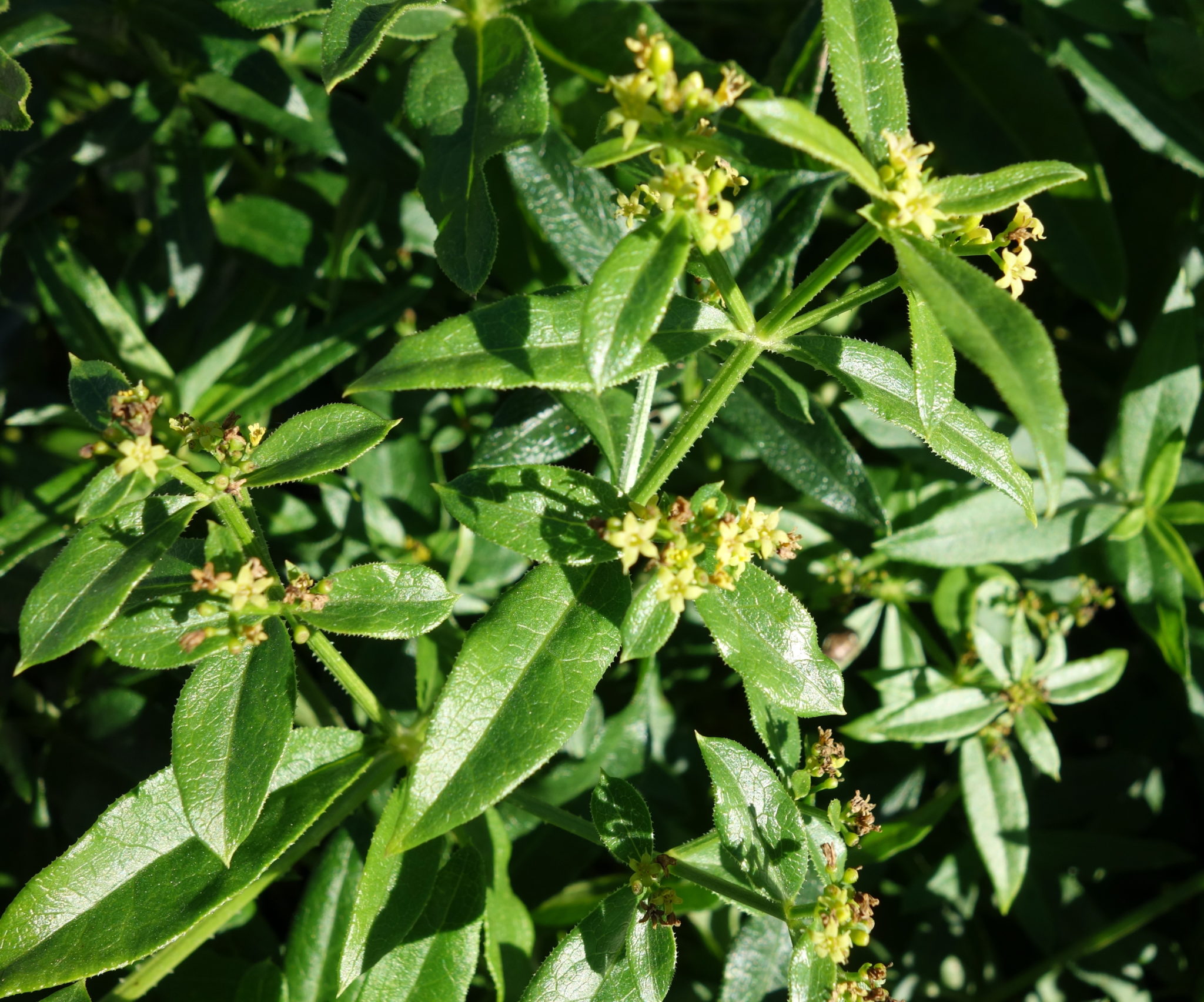 Garance des teinturiers – Ma Botanique