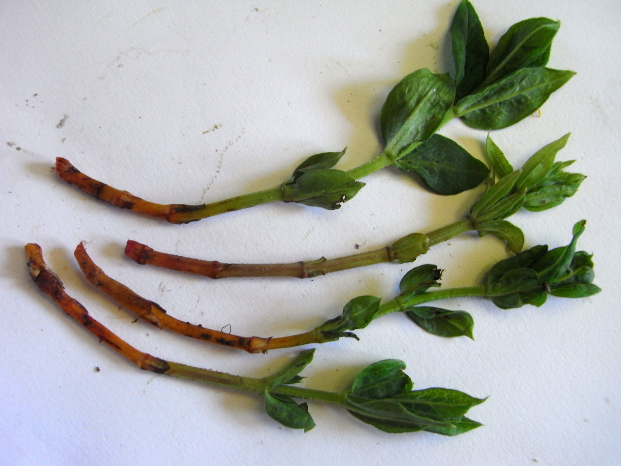 Garance des teinturiers – Ma Botanique