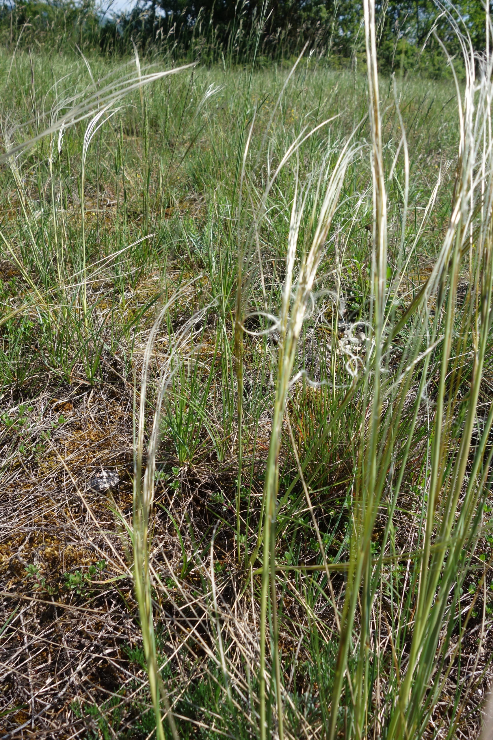 Ma Botanique: Stipe à tige laineuse, Stipe de France, Stipe plumeuse