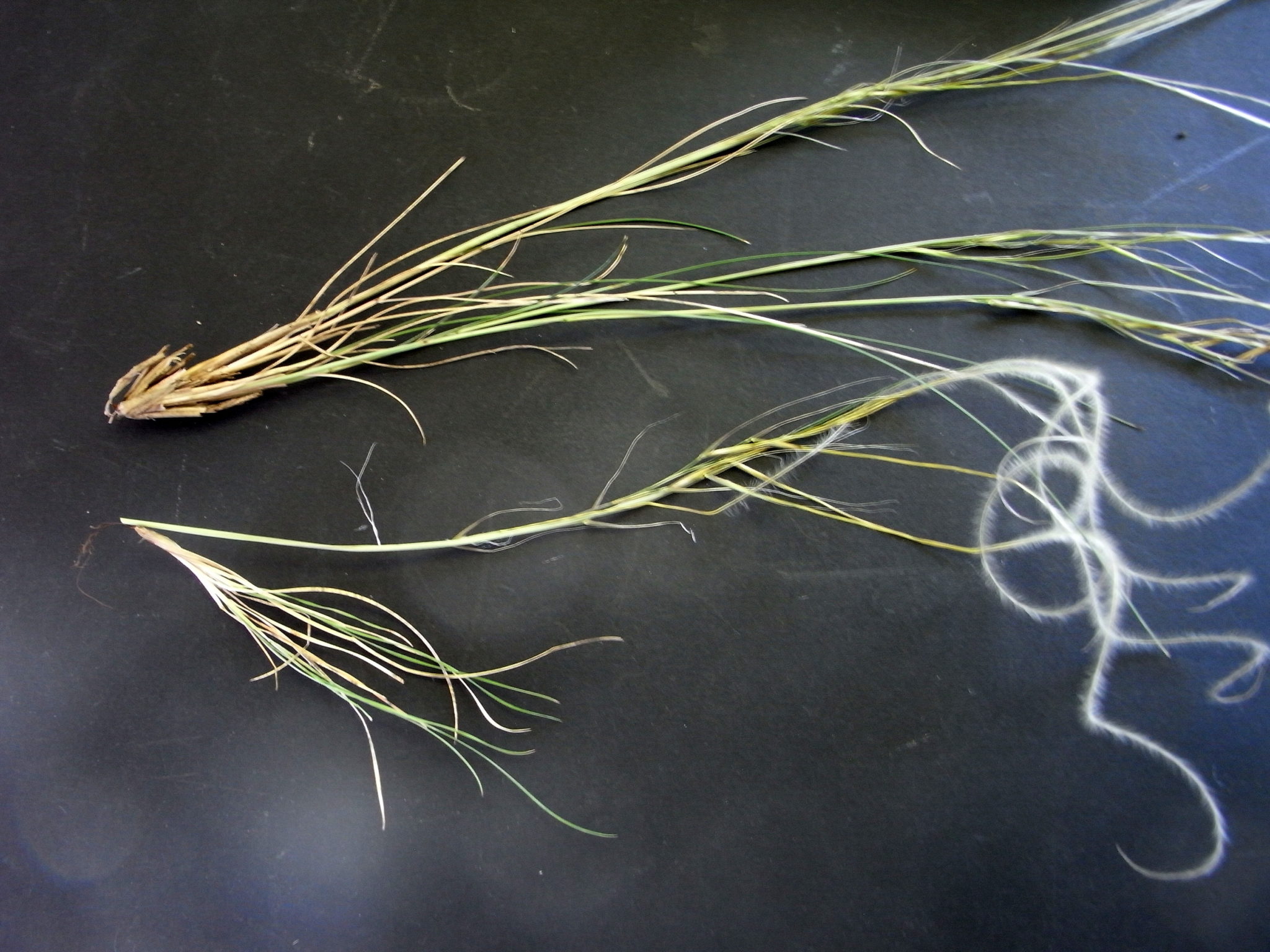 Ma Botanique: Stipe à tige laineuse, Stipe de France, Stipe plumeuse