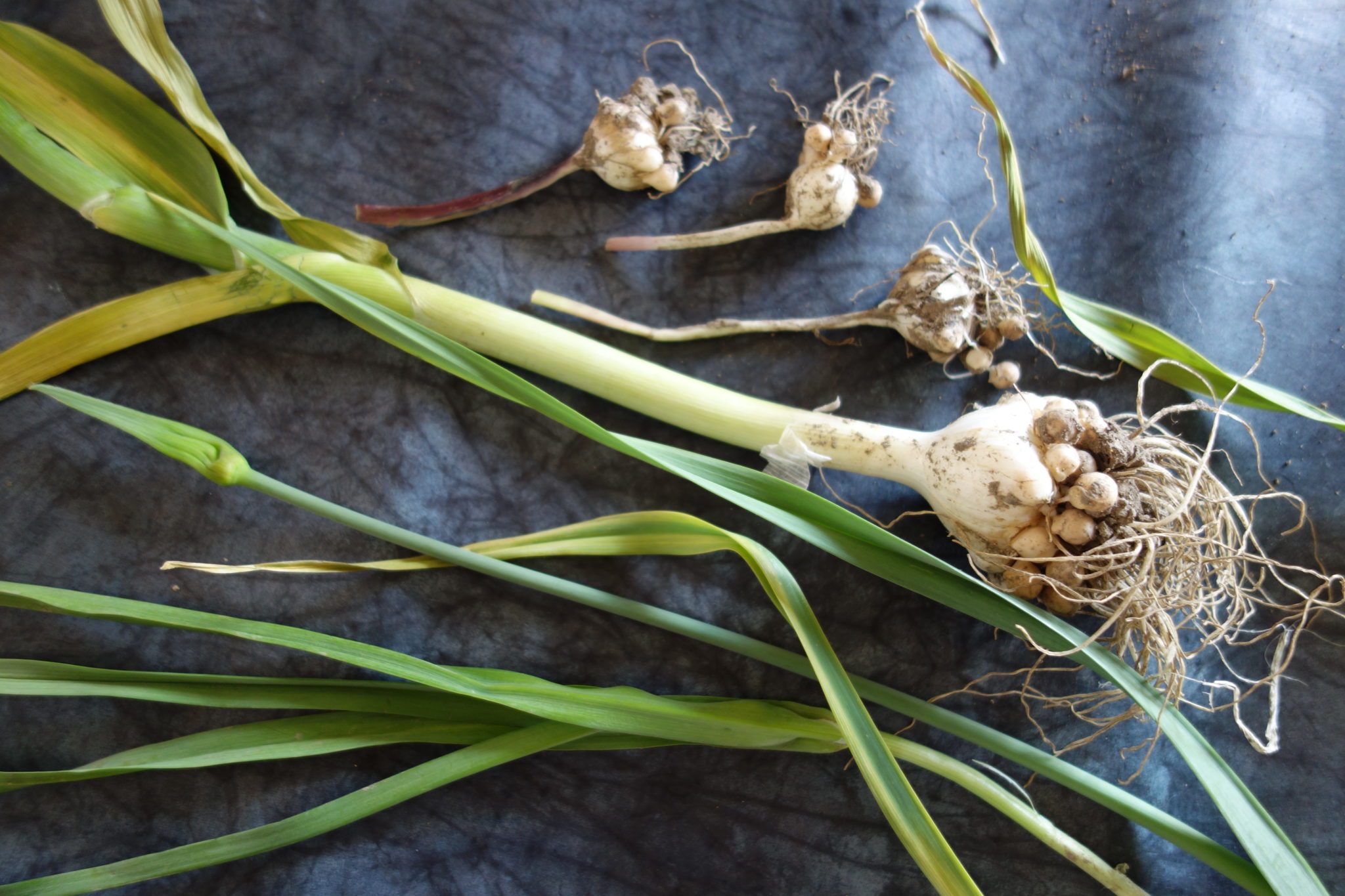 Ail à fleurs nombreuses, Poireau des vignes, Baragane – Ma Botanique