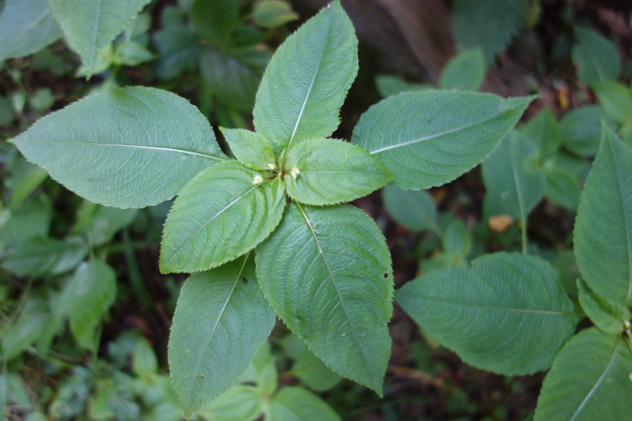 Circée de Paris, Herbe des sorcières | Ma Botanique