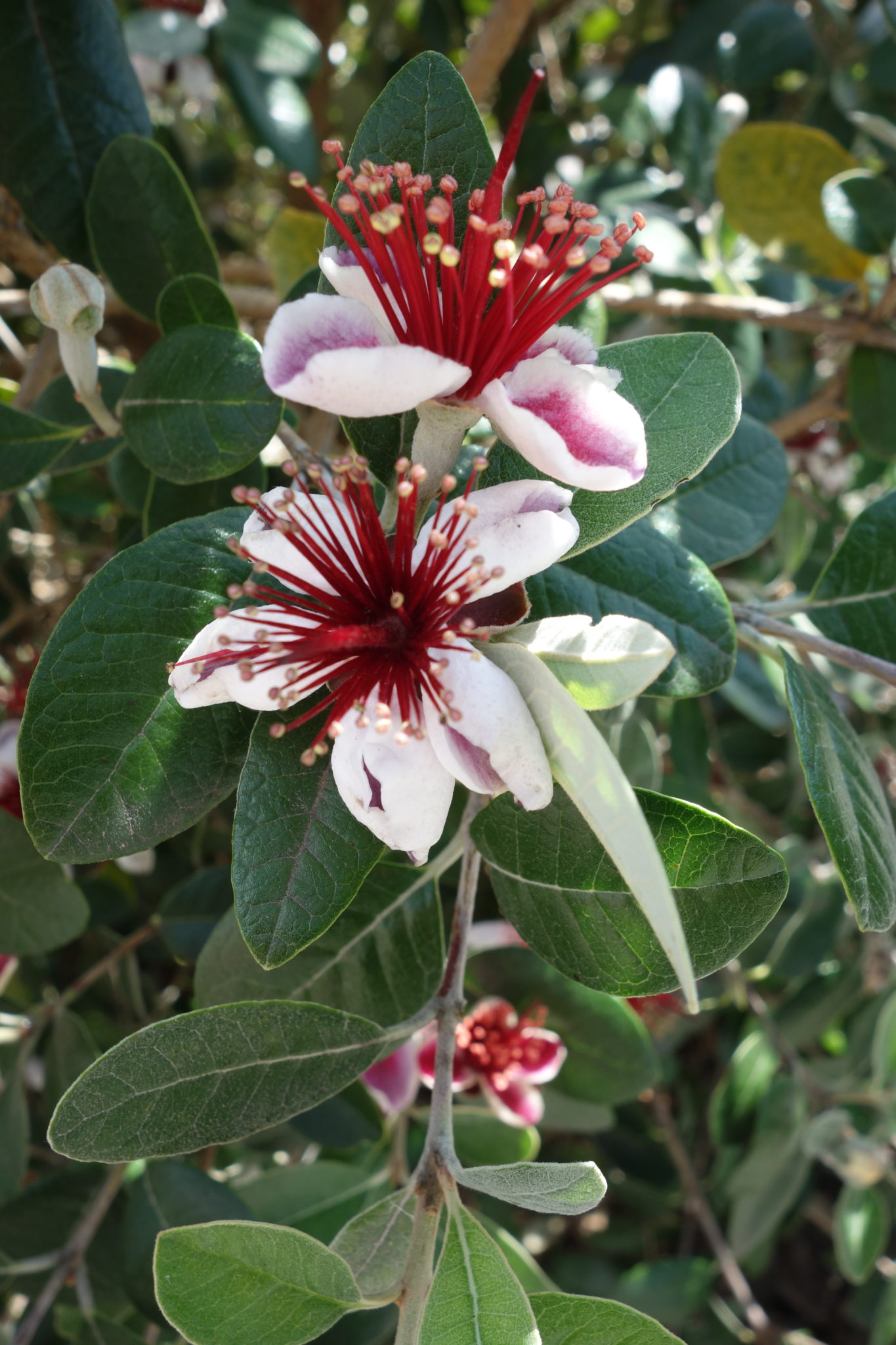 Ma Botanique: Goyavier de Montevideo, Goyavier du Brésil, Feijoa ...
