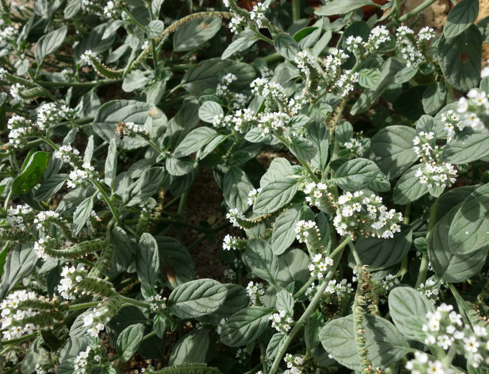 Ma Botanique: Héliotrope d’Europe