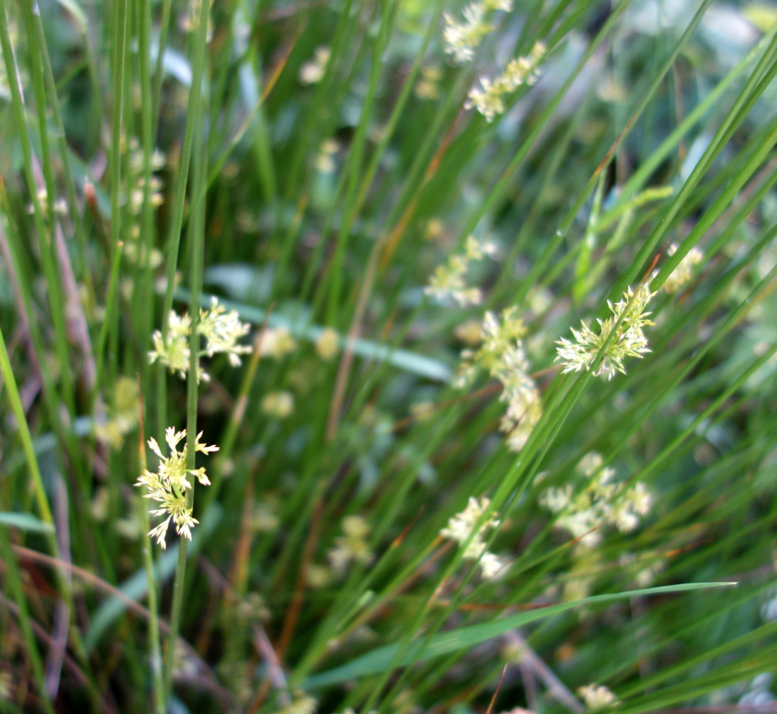 Ma Botanique: Jonc courbé, Jonc des jardiniers