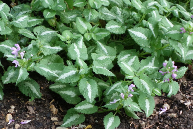 Lamium maculatum ‘Shell Pink’ | Ma Botanique