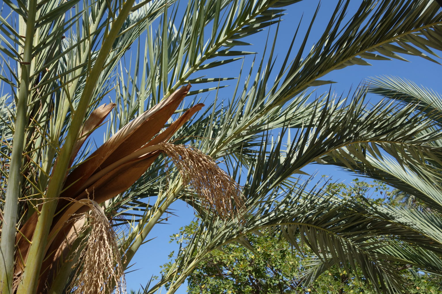 Palmier dattier, Phénix dattier, Palmera datilera – Ma Botanique