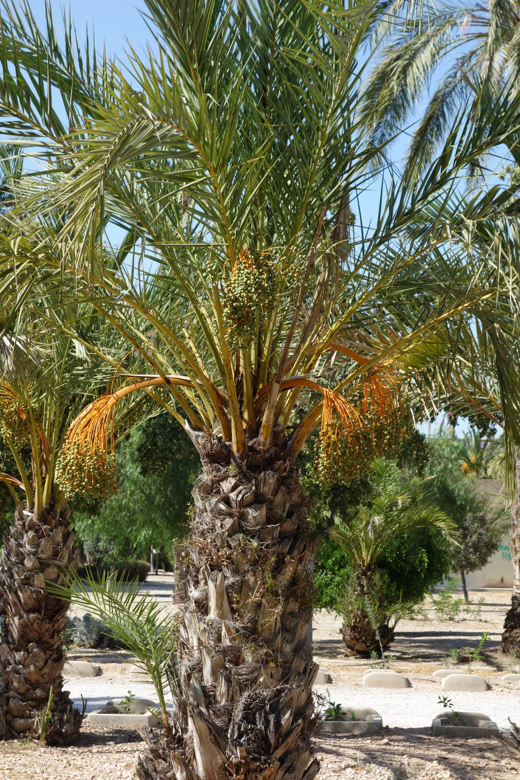 Ma Botanique: Palmier dattier, Phénix dattier, Prince du Royaume végétal