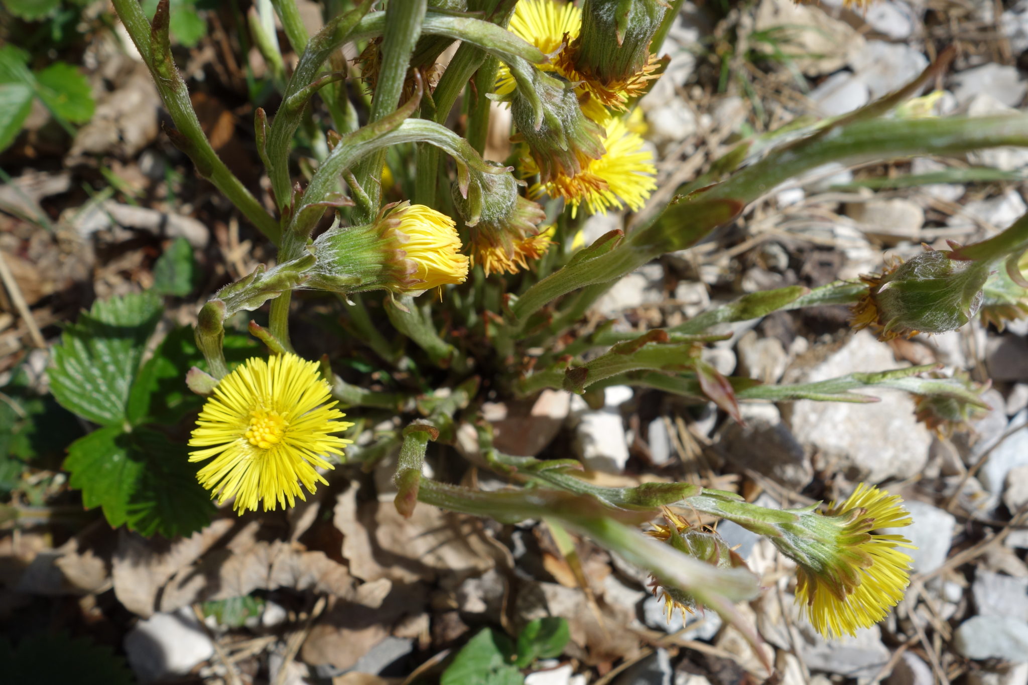 Ma Botanique: Tussilage, Pas-d’âne, Herbe aux pattes, Taconnet, Chou de ...