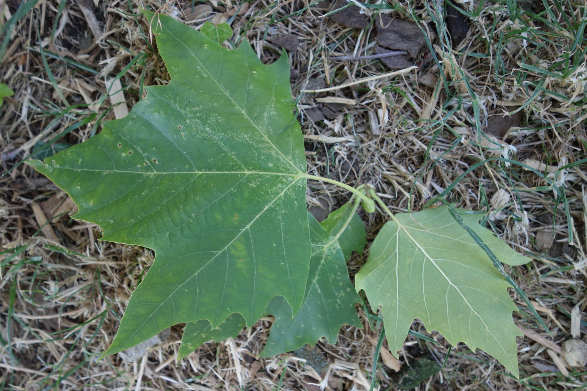 Ma Botanique: Platane commun, Platane à feuille d’érable