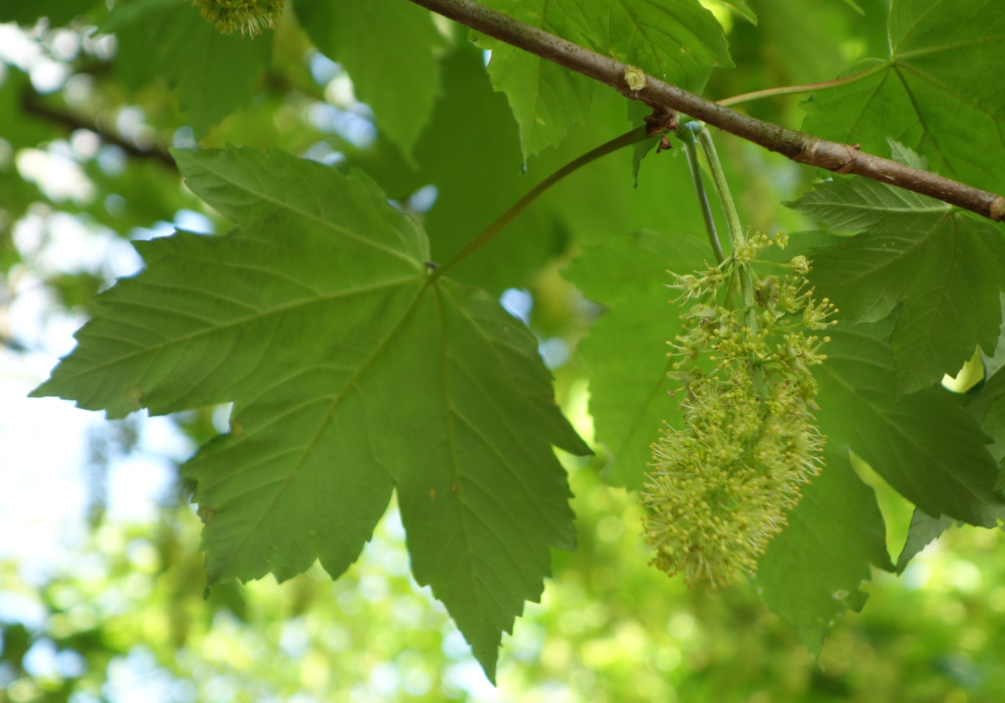 Érable sycomore, Érable blanc, Asarot, Erable des montagnes – Ma Botanique