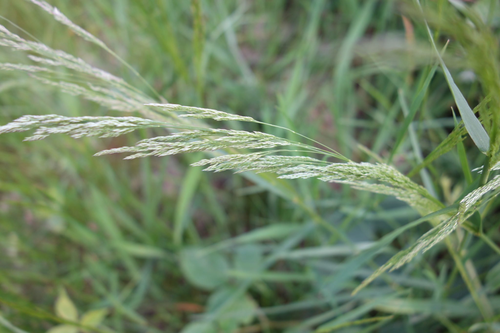Millet étalé, Millet sauvage, Millet diffus | Ma Botanique